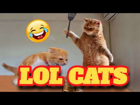 CATS you will remember and LAUGH all day! - World's funniest cat videos ...