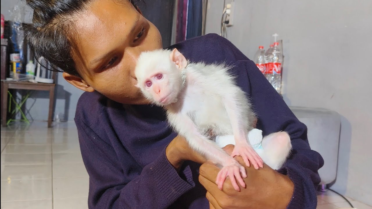 OMG!!! I met a rare baby monkey, which is not easy to find‼️Monkey with ...