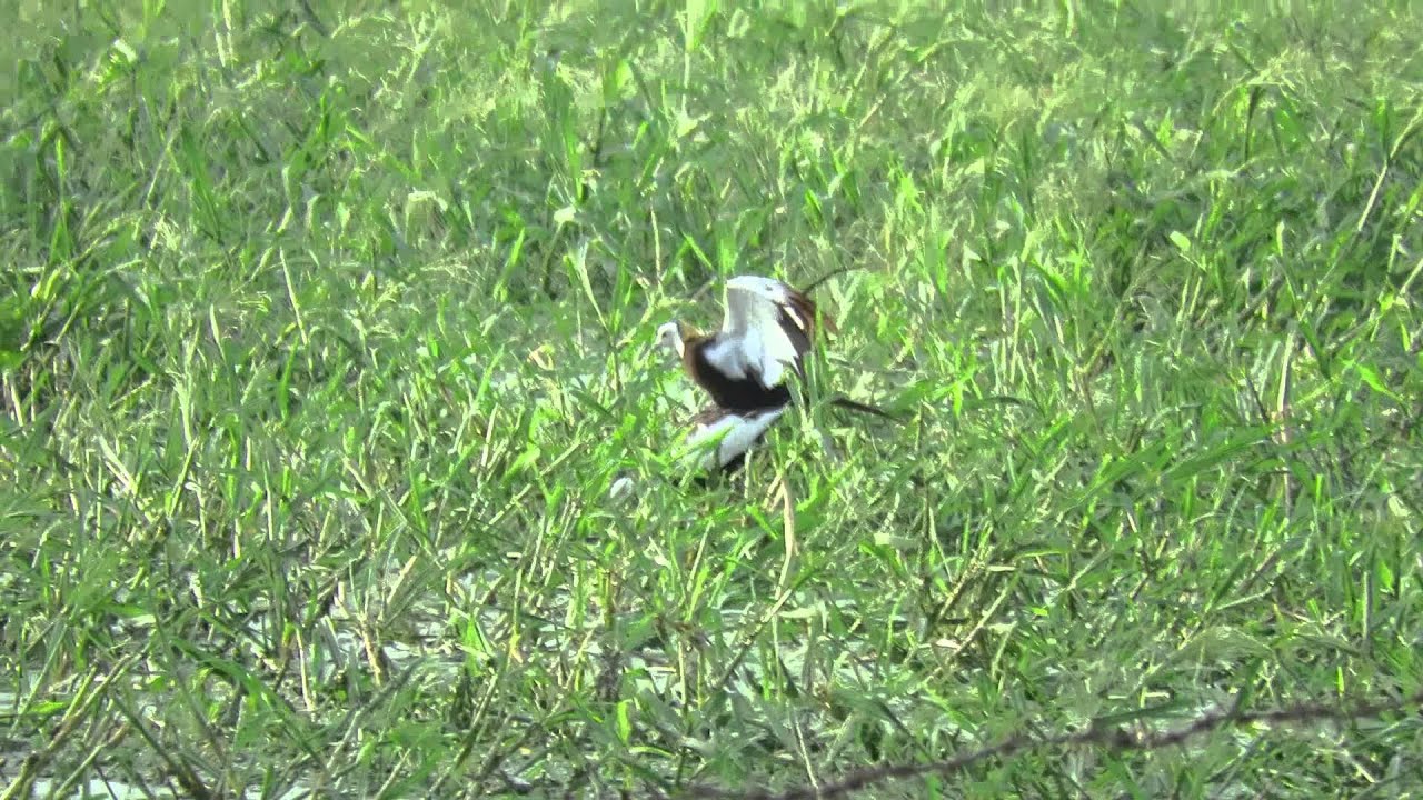Mating pheasant tailed jacana - YouTube