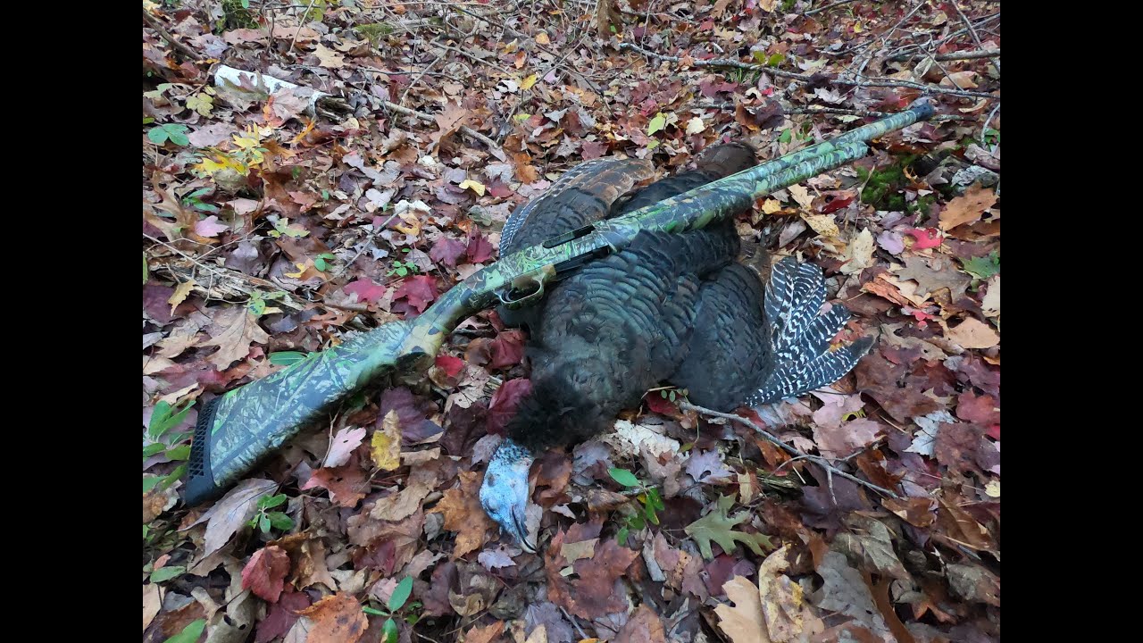 Chasing Fall Turkeys - YouTube