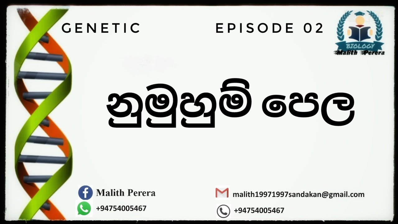 #Genetic Episode 2 :- Pure lines | AL Biology Genetics Sinhala Lessons ...