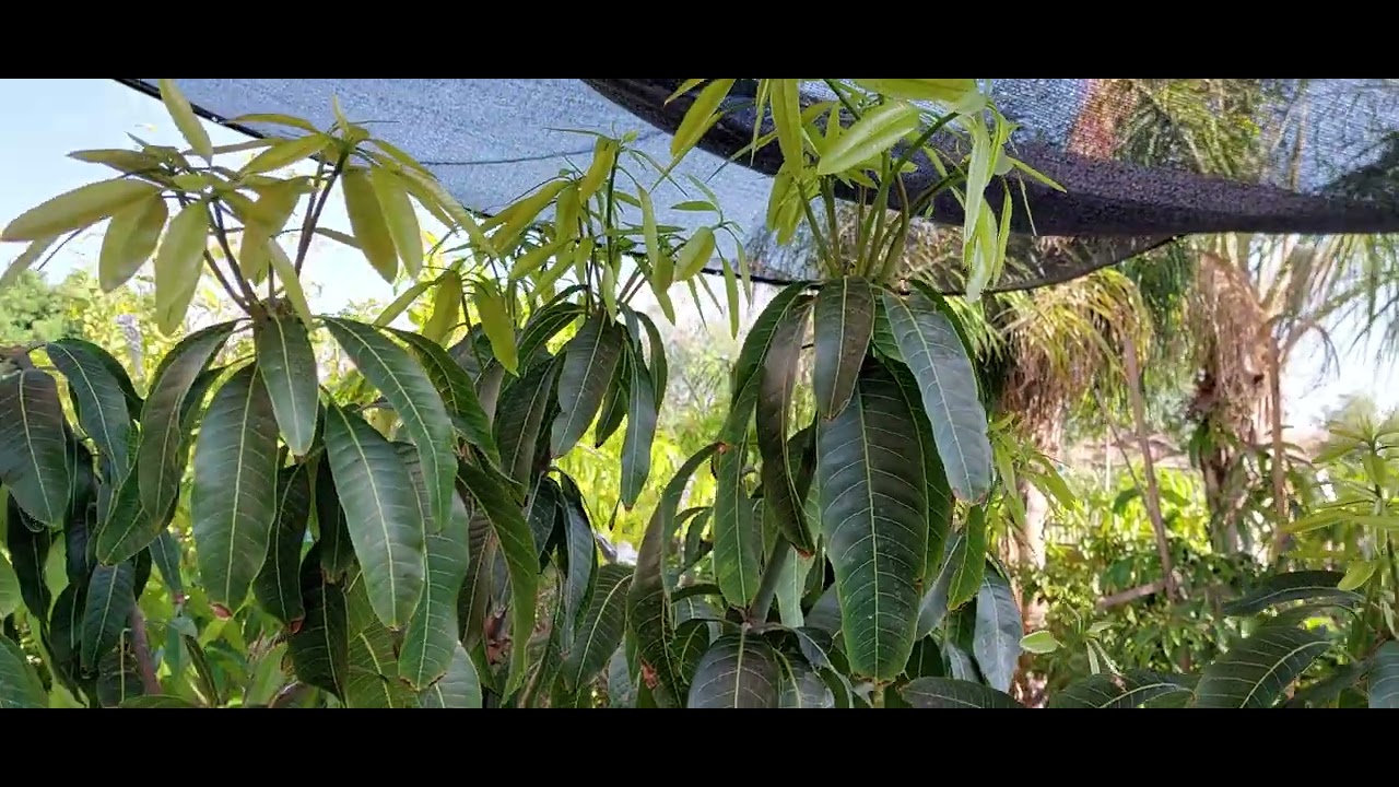 Growing Valencia Pride mango tree in 15g pot. Part 1 of 2 - YouTube