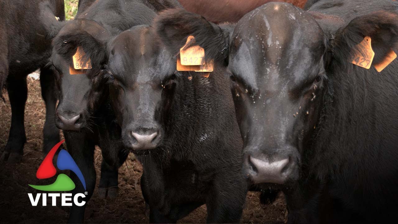 Características do gado Angus - YouTube