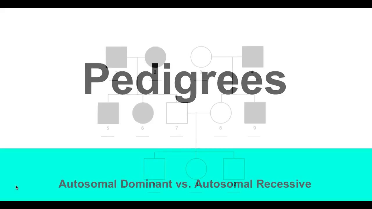 Autosomal Dominant vs Recessive Pedigrees - YouTube