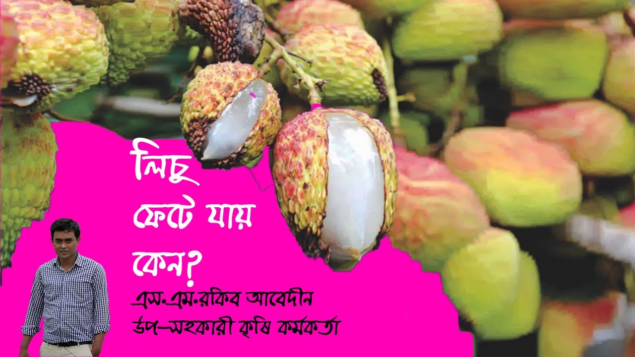 লিচু ফেটে যাওয়ার কারন ও তার ১০০ % সহজ সমাধান/Litchi cracking problem ...