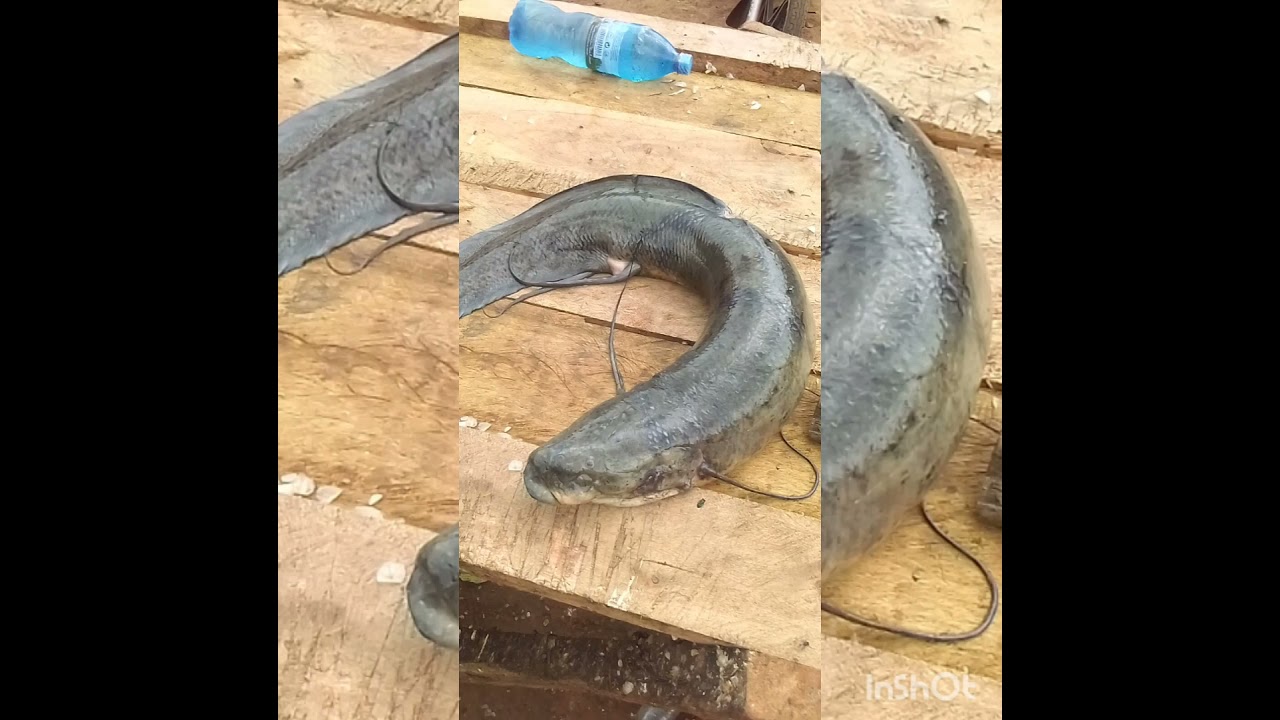 SAMAKI(FISH) WA ZIWA VICTORY - YouTube