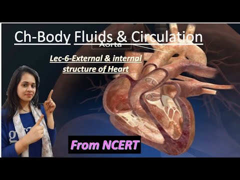 Ch-Body fluids & circulation || Lec-6|| External & internal structure ...