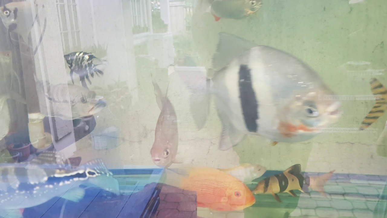 9/2/18 Big size Emperor blue hook! - YouTube