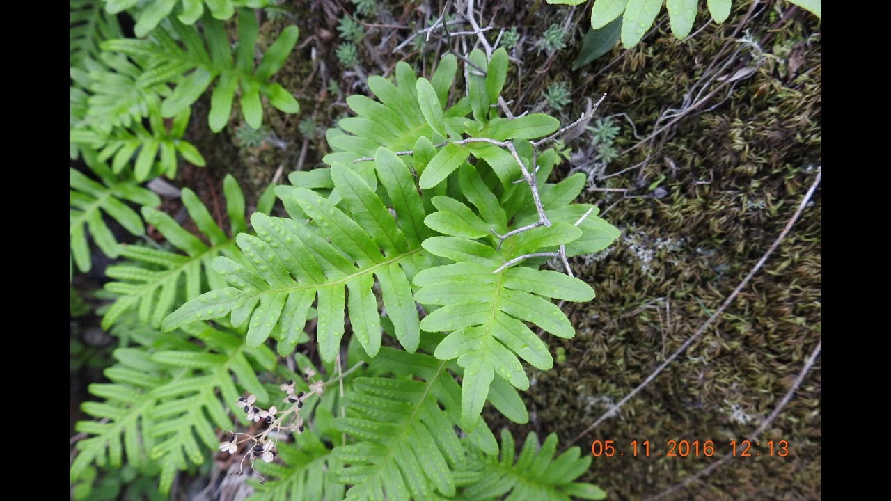 Polypodium cambricum, the southern polypody[1] or Welsh polypody, is a ...