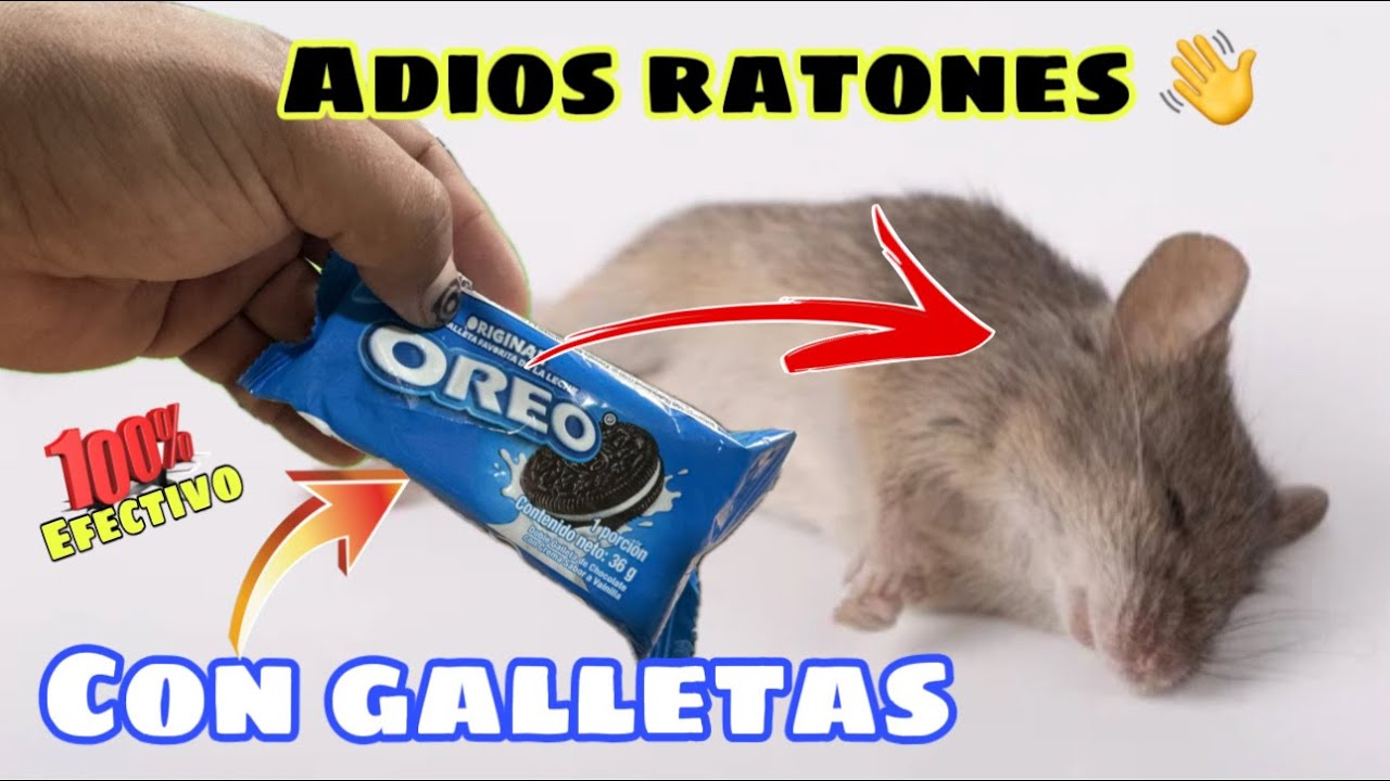 El Mejor Remedio para Eliminar RATONES | Usando Galletas - YouTube