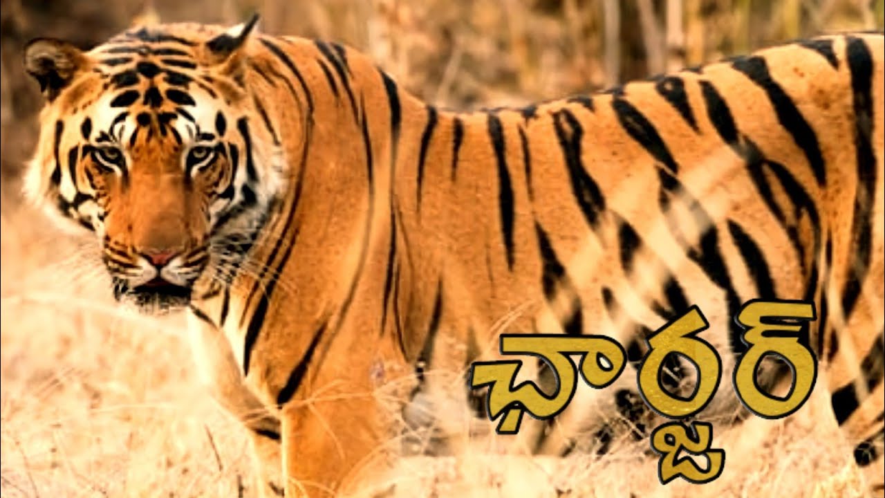 charger tiger bandhavgarh Charger and Sita tigers stories || real tiger ...