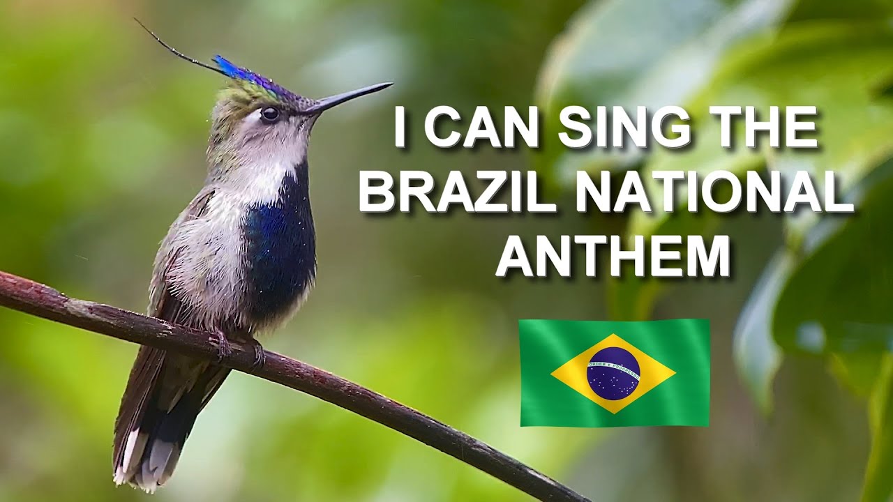 Purple-crowned Plovercrest Hummingbird Sings the Brazil National Anthem ...
