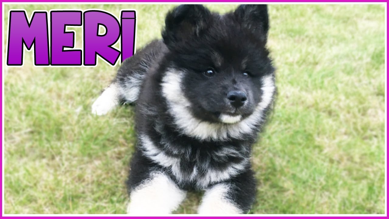 What Breed Is Ldshadowladys Dog