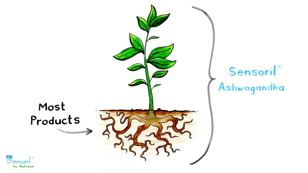 What Makes Sensoril Ashwagandha Extract Unique? | Ashwagandha Benefits ...