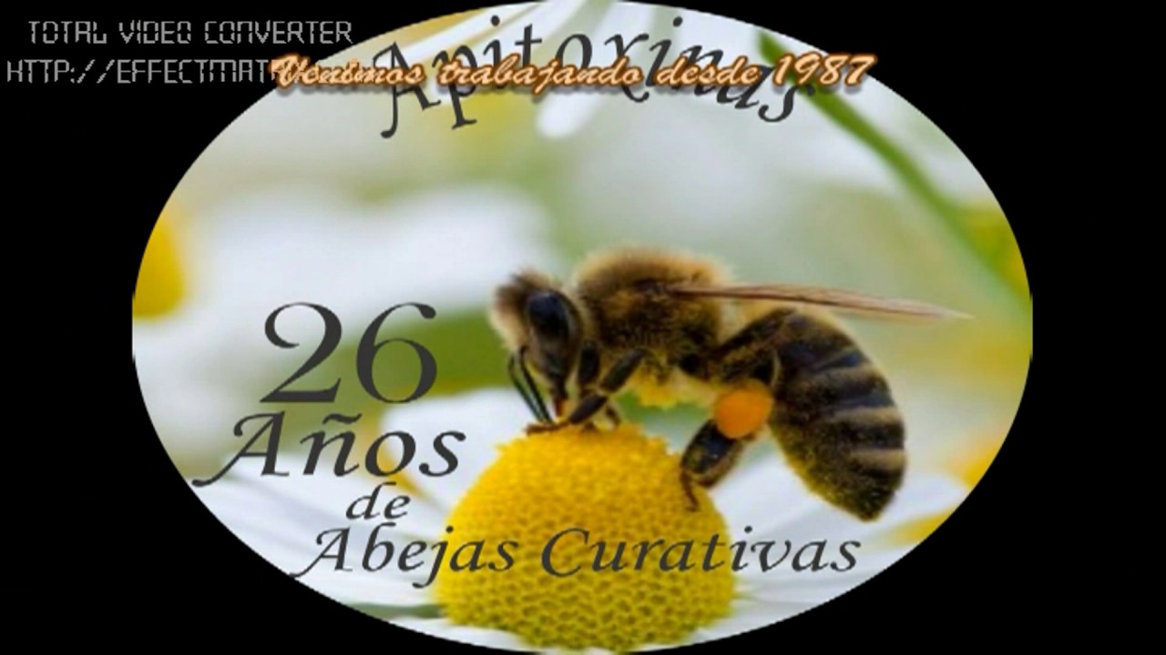 APITOXINAS 4 - YouTube