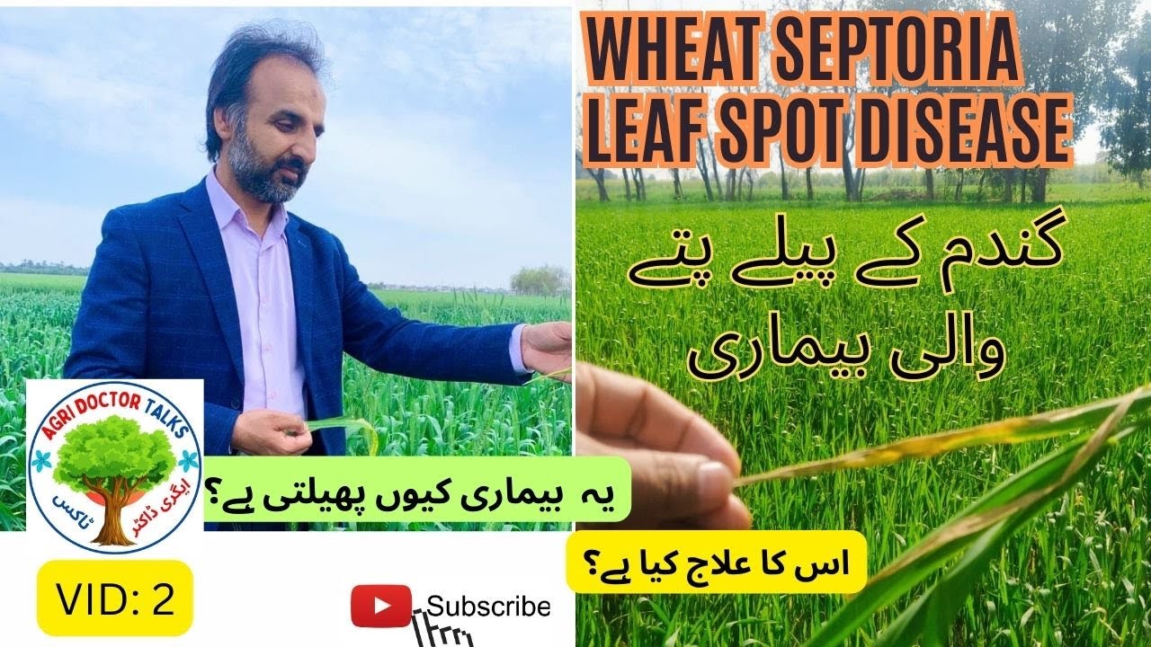 Wheat Leaf Disease Septoria II Wheat II Wheat disease II Review Research - YouTube