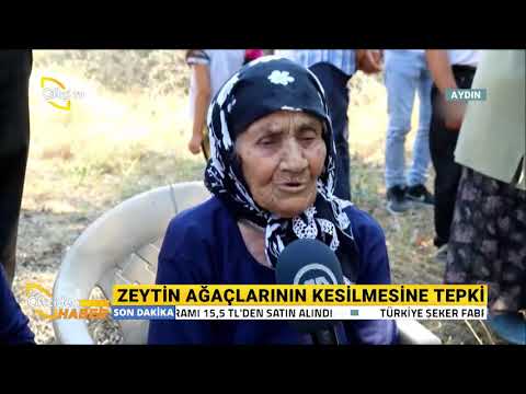 Zeytin Ağaçlarının Kesilmesine Tepki