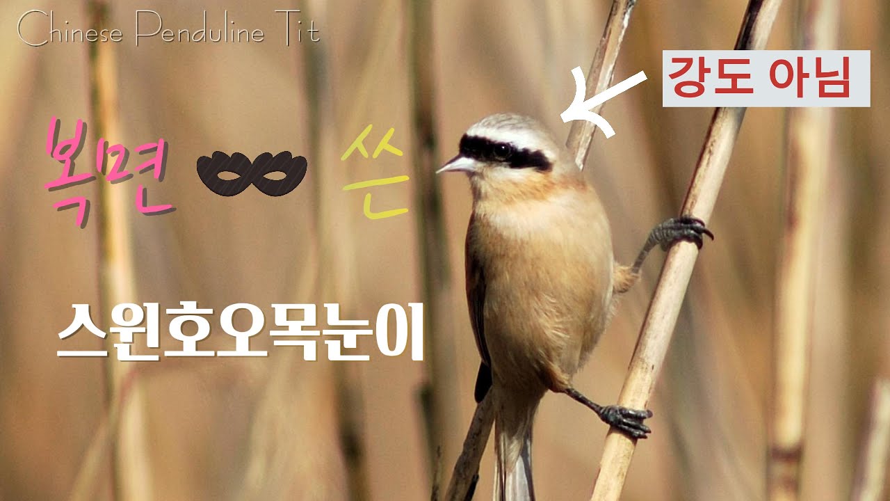 복면쓴 스윈호오목눈이 | Chinese Penduline Tit | Remiz consobrinus - YouTube