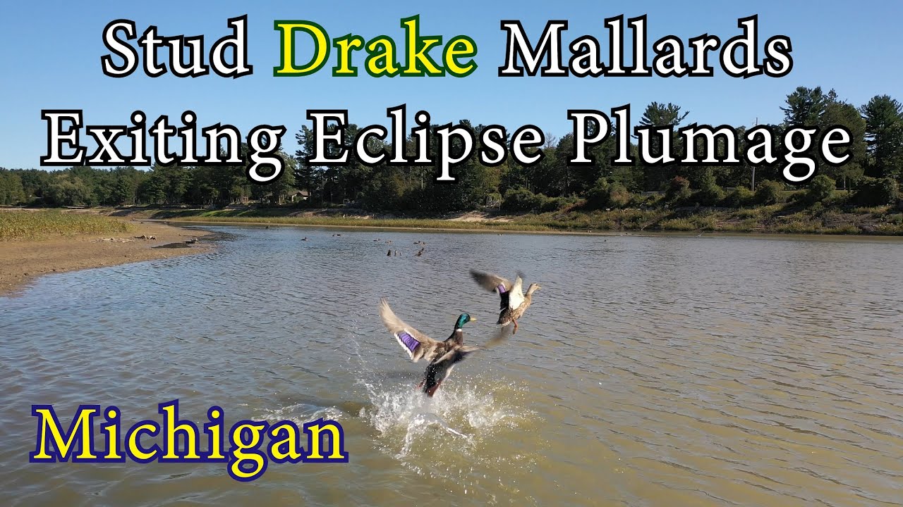 Stud Drake Mallards Exiting Eclipse Plumage in Michigan - YouTube