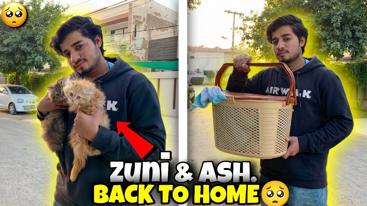 Zuni or Ash .🥺. Wapis chaly gy apni Mama k pass 💔#catlovers # ...