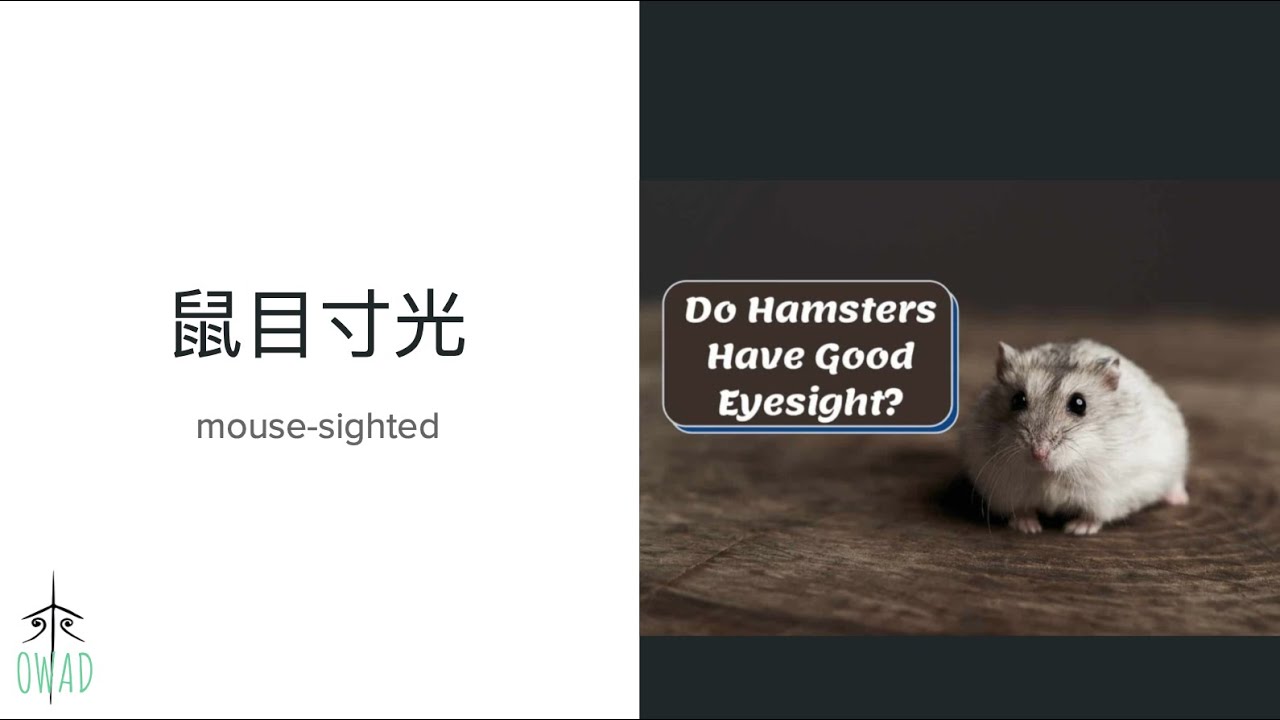 Mouse-sighted (鼠目寸光) | S2E210 | OWAD Learning Mandarin Chinese - YouTube