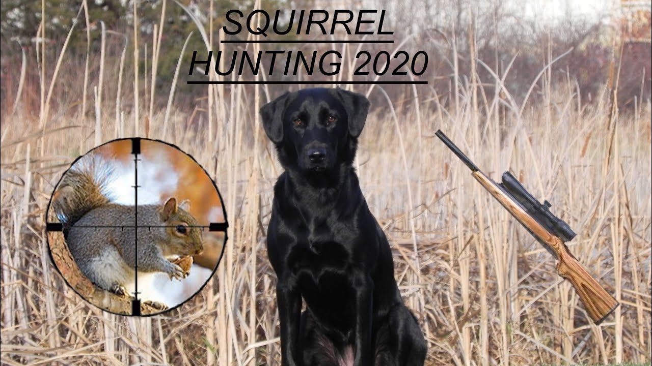 Can A Labrador Retriever Be Trained To Hunt Squirrels