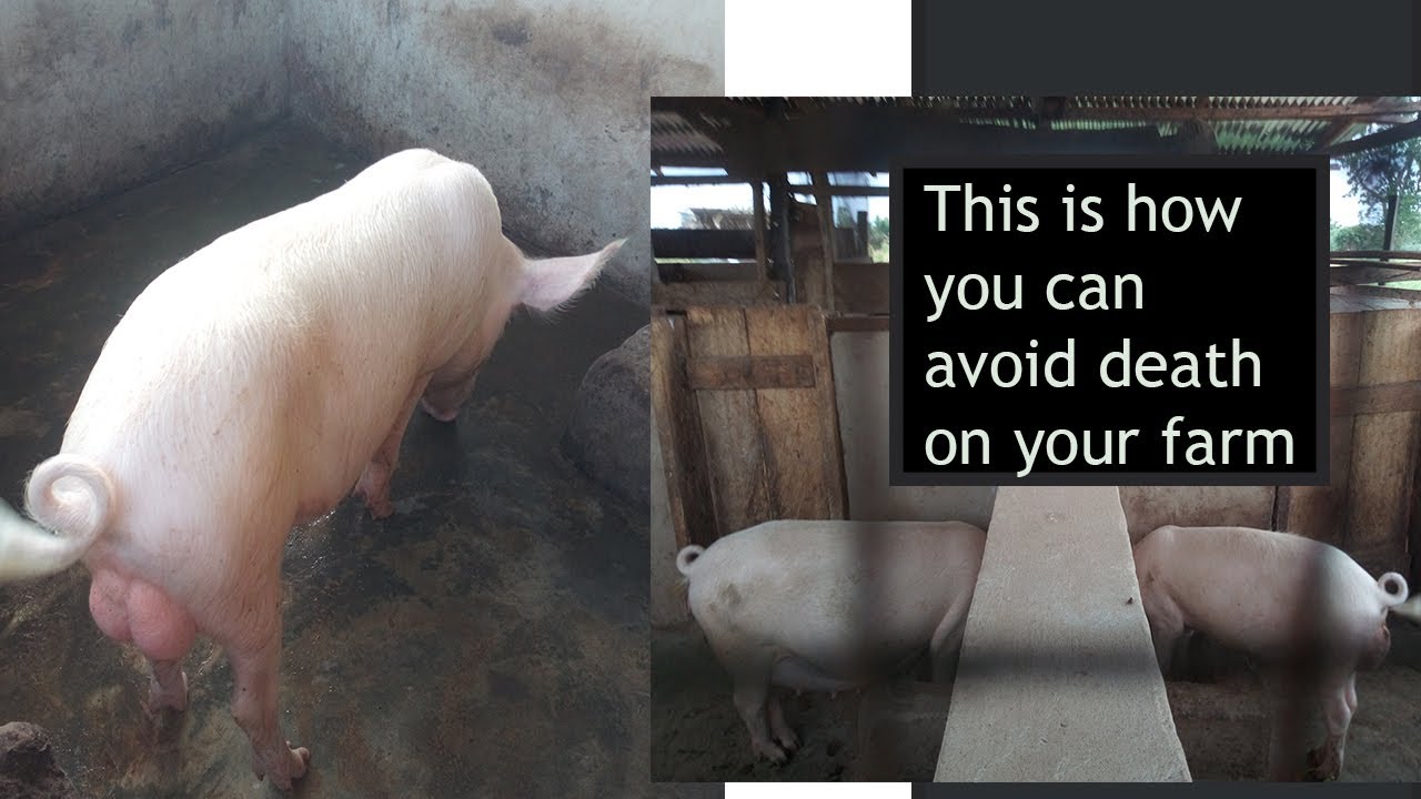 How to maintain general pig health in the farm / basics of care for ...