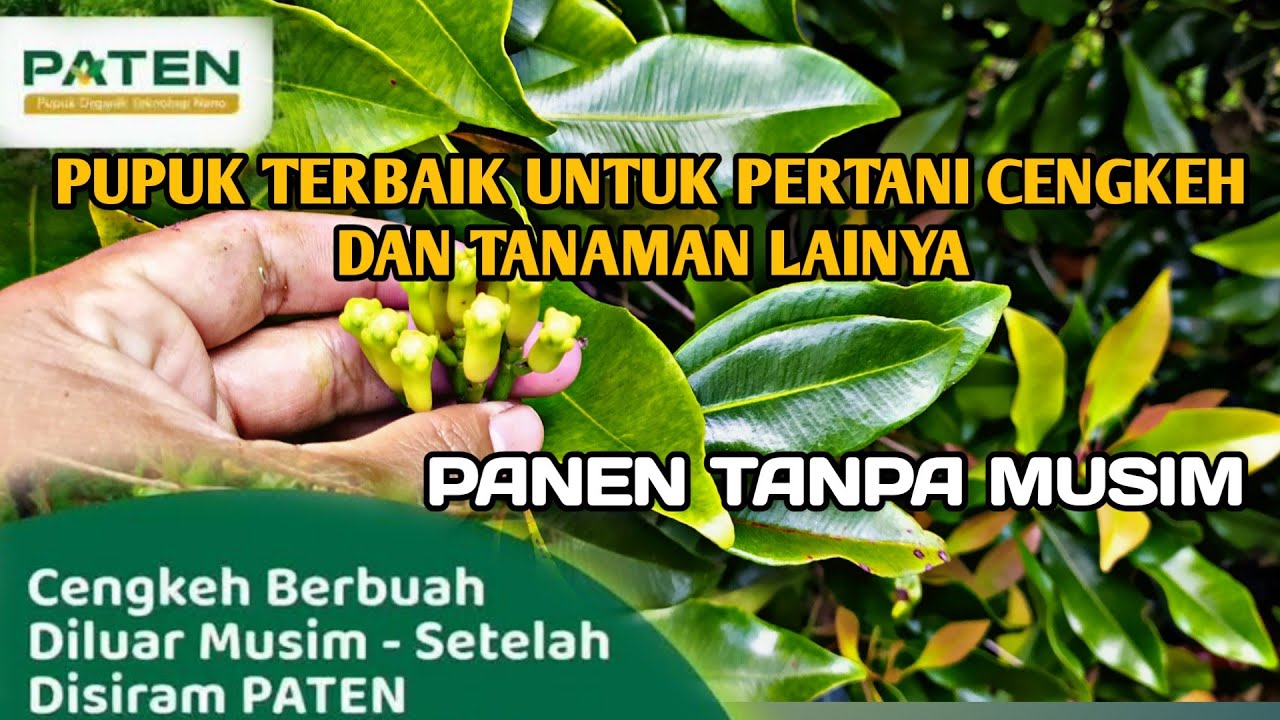luar biasa Panen kebun Cengkeh Tanpa Musim Pupuk Organik || Harga ...