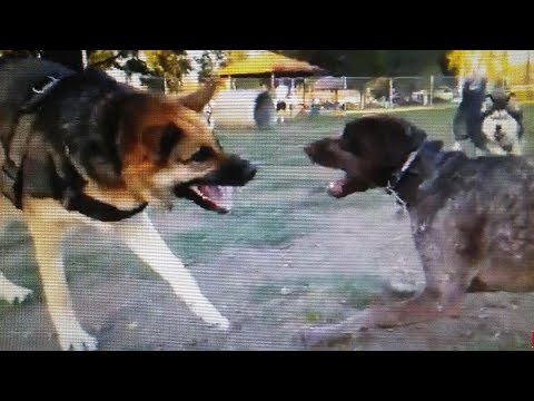 Dognado Strikes Dog Park - YouTube