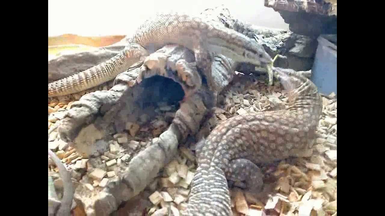 The Red Ridge Tailed Acantharus Monitors At Feeding Time - YouTube