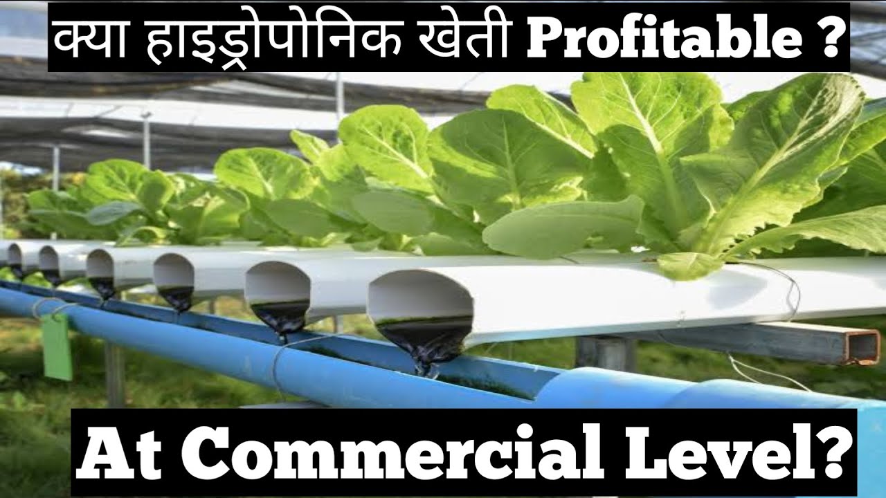 Is Commercial Hydroponic Farming Profitable ! Can We Earn Profit in ...