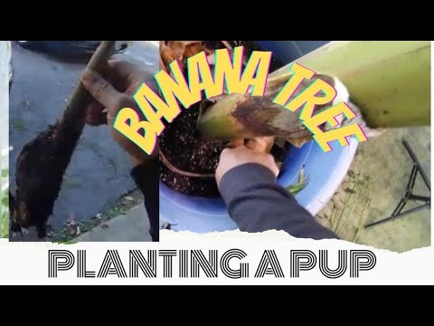 How I Up-Pot a Banana Pup - YouTube