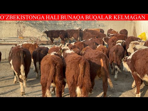O’ZBEKISTONGA HALI BUNAQA BUQALAR KELMAGAN O’TA DAXSHAT BUQALAR KELDI