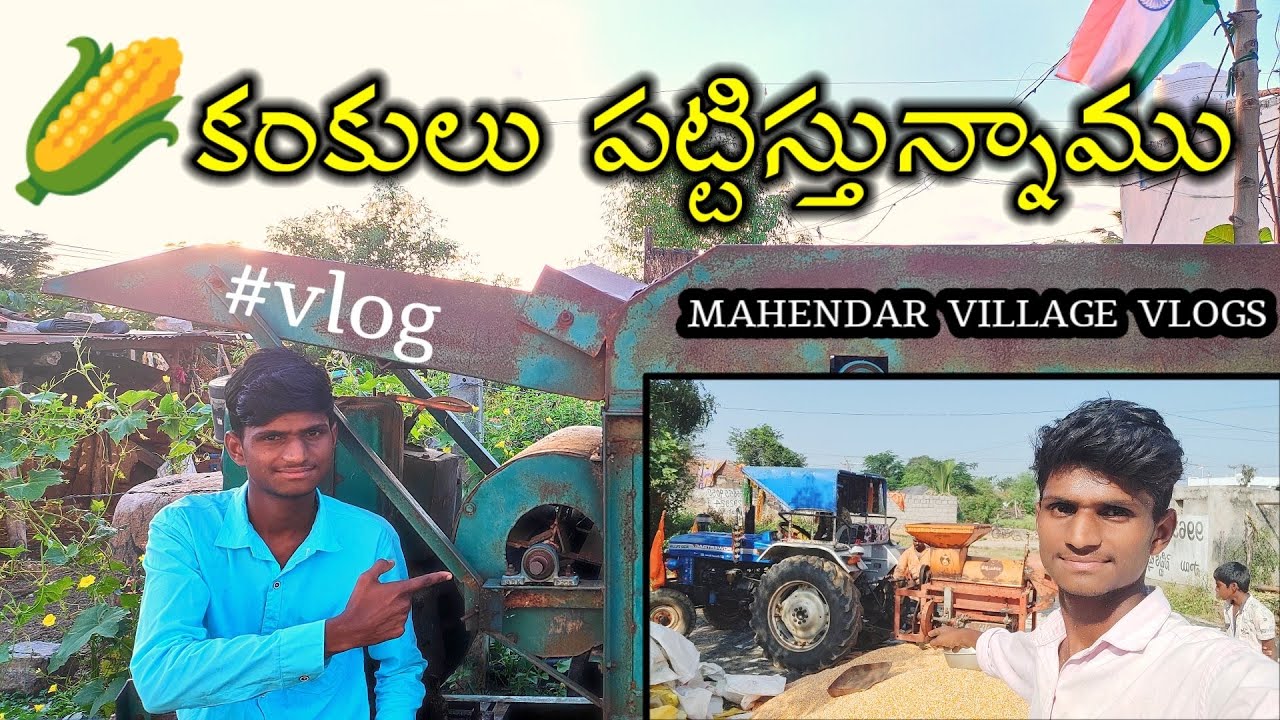 జొన్న కంకులు పట్టిస్తున్నాము 🌽🌽 || village vlog || maize cultivation ...