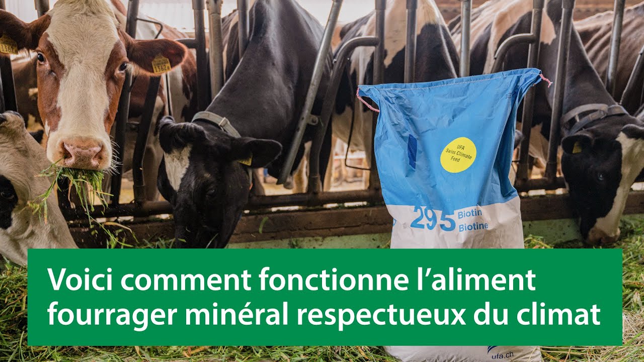 Voici comment fonctionne l’aliment fourrager minéral respectueux du ...