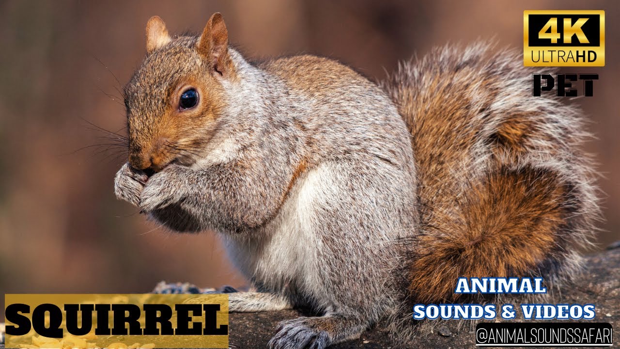 Animal Sounds | Squirrel Sounds | Squirrel videos by ...