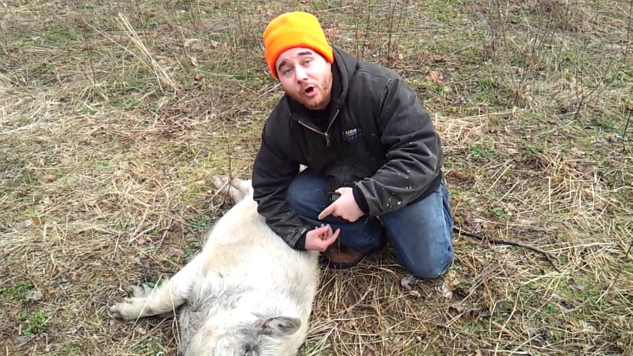Wild Boar Marion Indiana - YouTube
