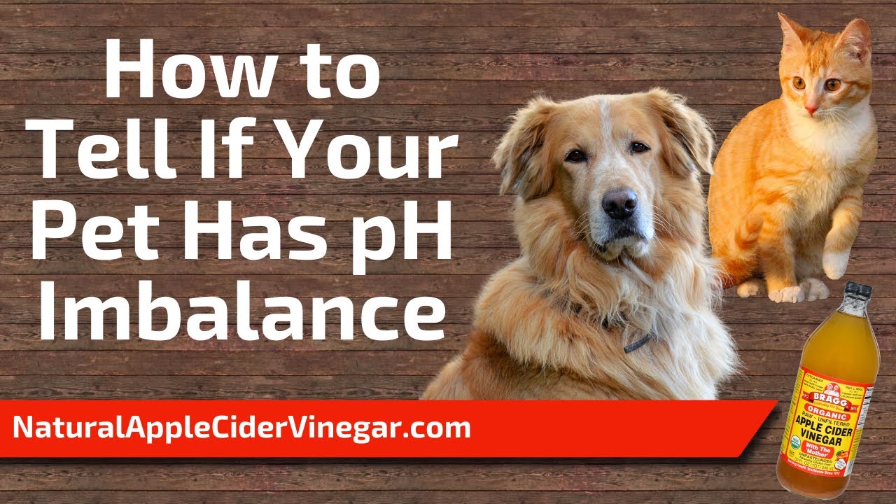 how to tell if your pet has a ph imbalance - YouTube