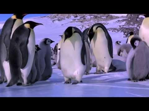 Most Funniest & Hilarious Penguin Fails - YouTube