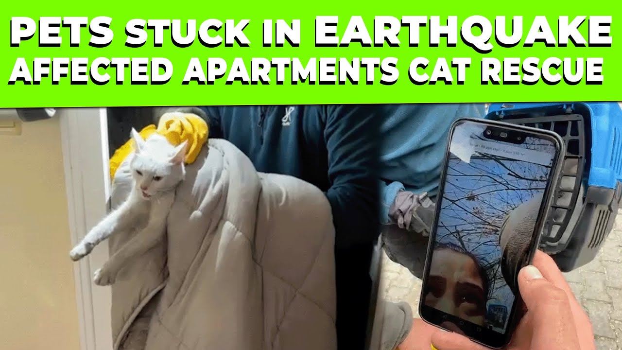 Pets Stuck In Earthquake Affected Apartments Cat Rescue - YouTube