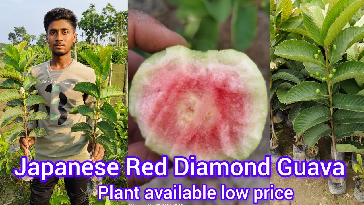 Japanese Red Diamond Guava plant available low price | Contact ...