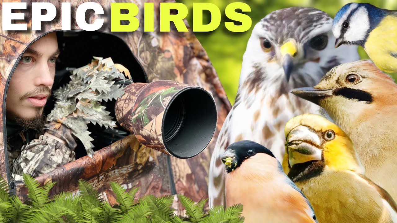EPIC BACKYARD BIRDS! Jay, Woodpecker, Buzzard, Hawfinch, Bullfinch! - YouTube
