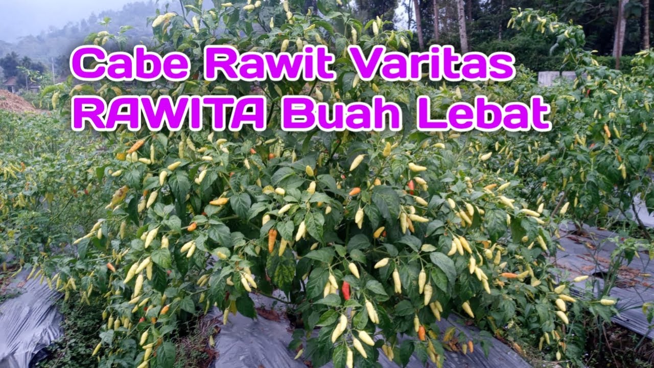 Cabe Rawit Varitas RAWITA Buah Lebat - YouTube