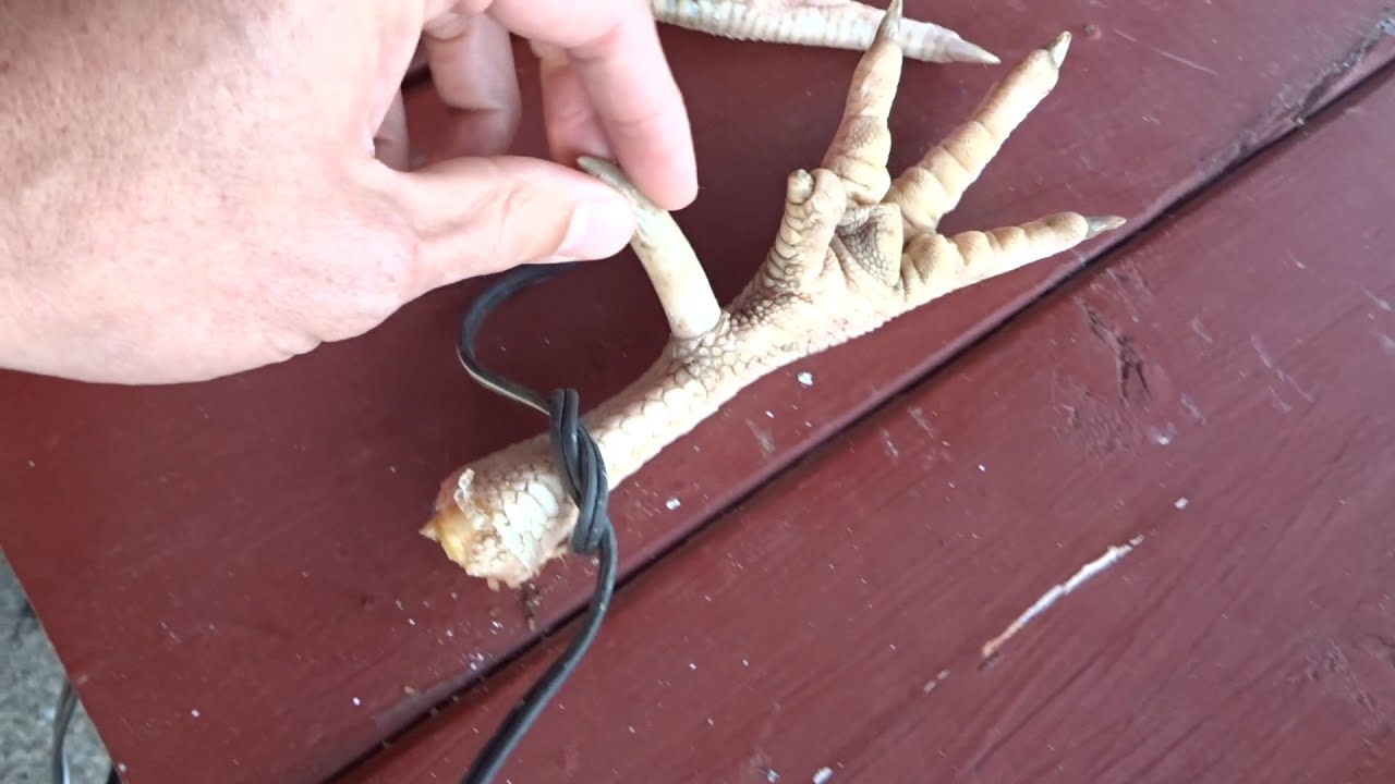 Fresh Cut Chicken Feet! - YouTube