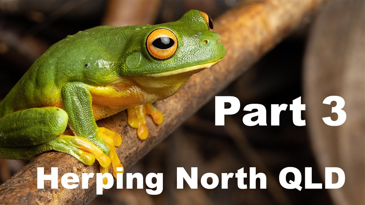 FLIPPING and other herping (North QLD Part 3) Australia - YouTube