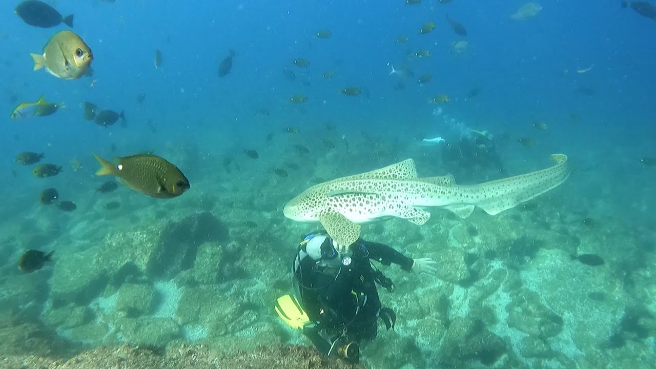 Adventures at Fish Rock 243 - Leopard Sharks and Cownose Rays - YouTube
