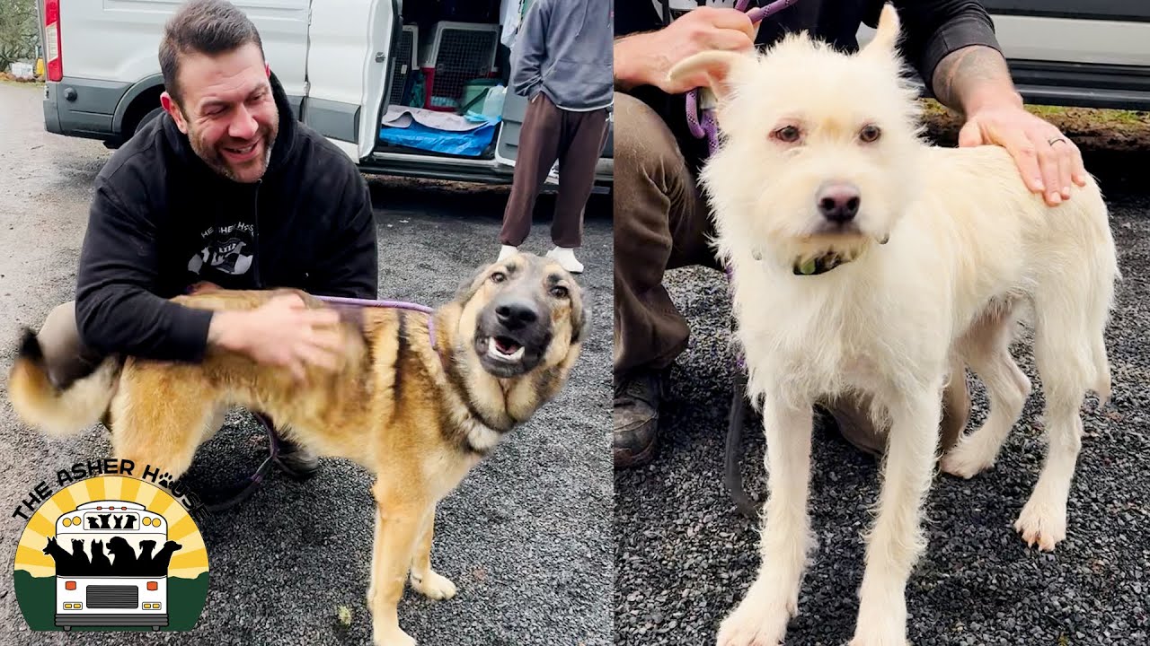 These beautiful dogs came from California and we'll be taking 12 more ...