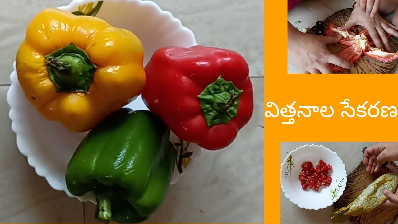How to collect Capsicum Snake Guard seeds./క్యాప్సికమ్ పొట్లకాయ నుండి ...