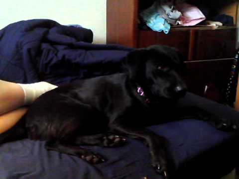 lazy black lab - YouTube
