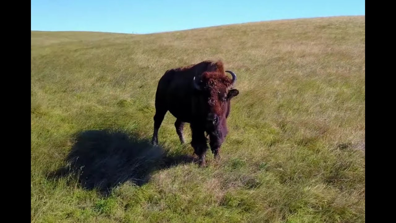 The Magestic Buffalo.. the Awe of His Creation (IN 4K) - YouTube